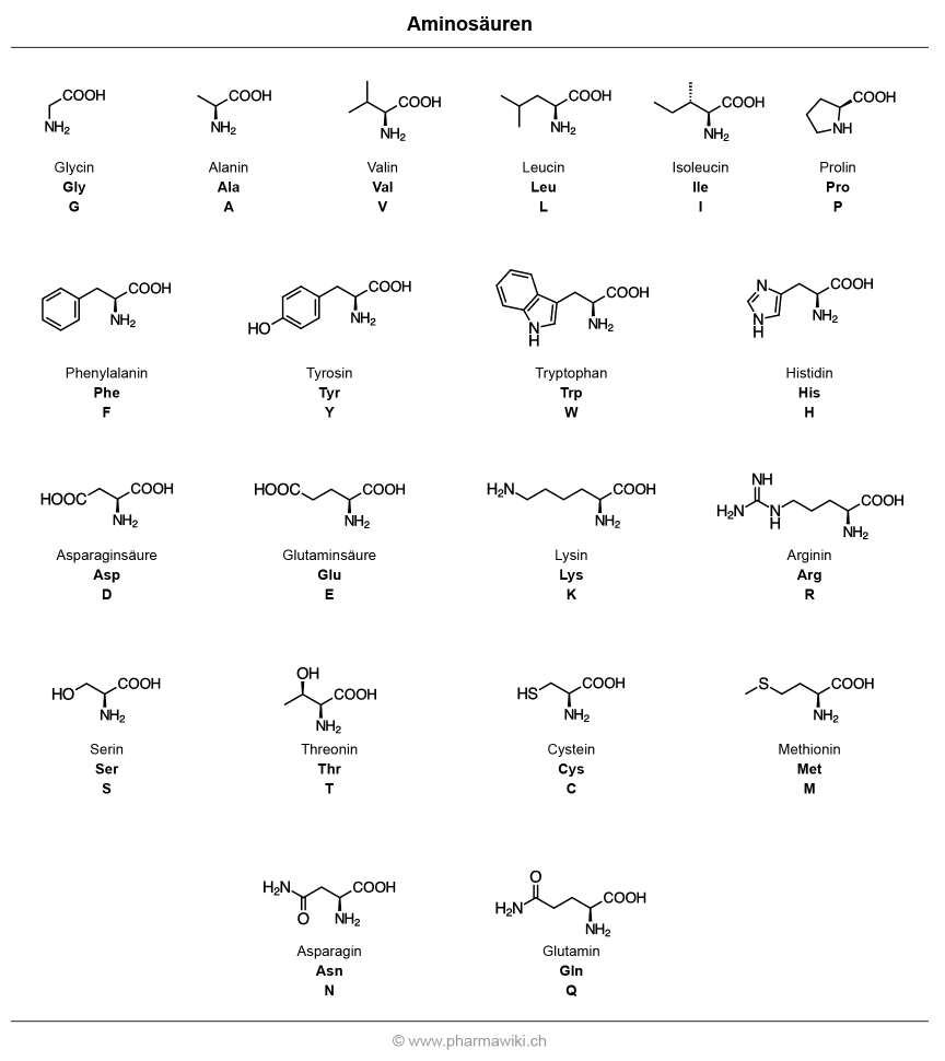 PharmaWiki Aminos uren PharmaWiki Aminos uren