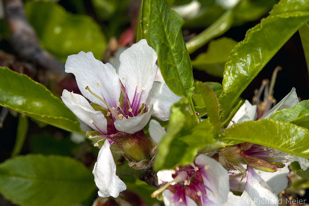 PharmaWiki - Mandelbaum